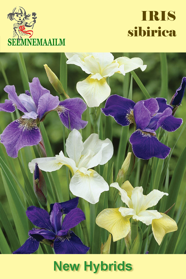 Nouveaux hybrides d'iris de Sibérie : graines : acheter